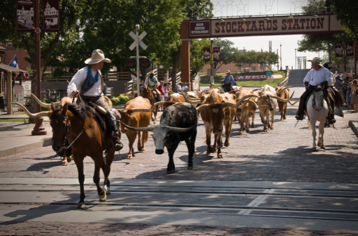 The History Of The Stockyards And The World’s Only “Twice-Daily” Cattle ...